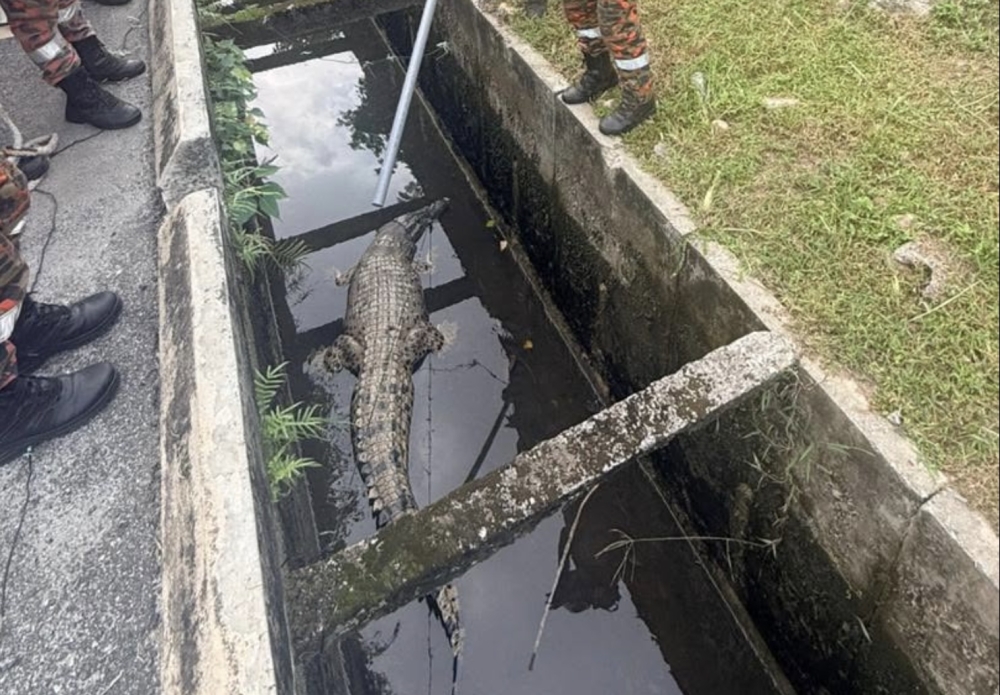 Croc in the drain: Firemen to the rescue of 10-foot reptile trapped in ...